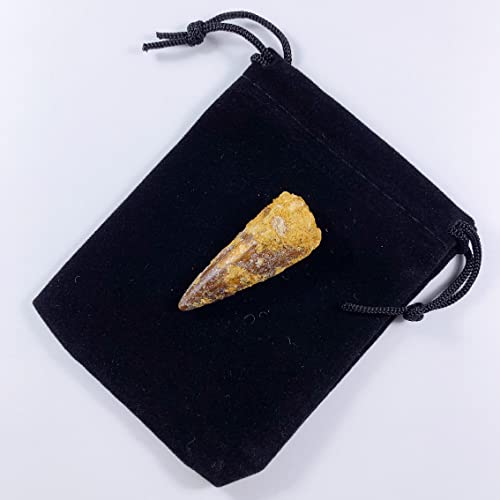 Genuine Large Spinosaurus Tooth with Velvet Bag - 1.5-2 inches Long