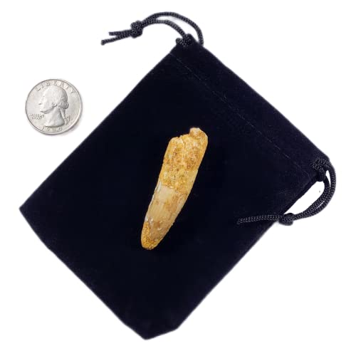 Genuine Large Spinosaurus Tooth with Velvet Bag - 1.5-2 inches Long