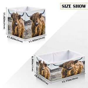 Kigai Cool Highland Cow Storage Bin Closet Organizers Collapsible Toy Storage Rectangular for Home Organization Shelf Store Bins Container, 15.7" x 11" x 7"