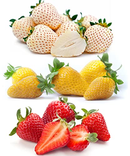 800+ Strawberry Seeds 400 White 300 Red and 100 Yellow Strawberry Seeds Mixed for Planting