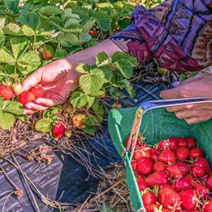 800+ Strawberry Seeds 400 White 300 Red and 100 Yellow Strawberry Seeds Mixed for Planting