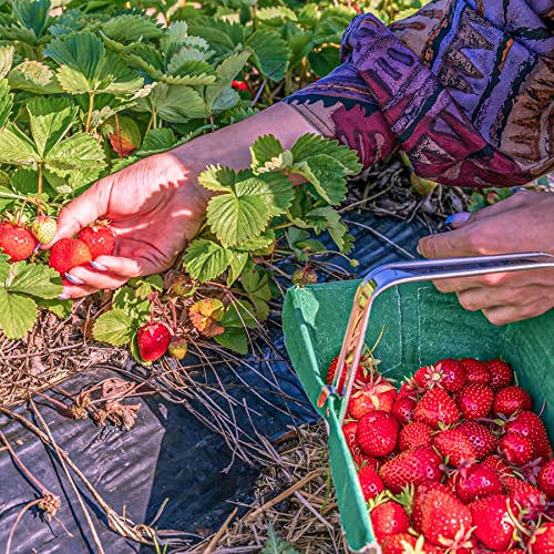 800+ Strawberry Seeds 400 White 300 Red and 100 Yellow Strawberry Seeds Mixed for Planting