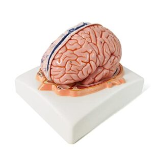 Evotech Human Brain Model w/Arteries, 7 Parts Life Size Anatomy Brain Model on a Base Show Horizontal Plain Through Eyeball Level for Science Classroom Study Display, Manual Included