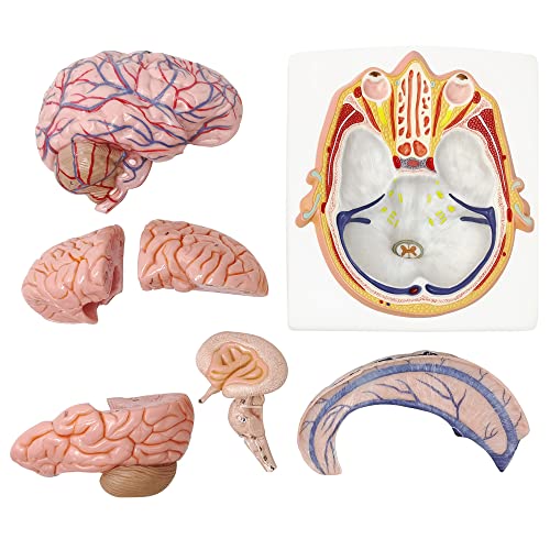 Evotech Human Brain Model w/Arteries, 7 Parts Life Size Anatomy Brain Model on a Base Show Horizontal Plain Through Eyeball Level for Science Classroom Study Display, Manual Included