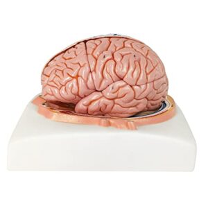 Evotech Human Brain Model w/Arteries, 7 Parts Life Size Anatomy Brain Model on a Base Show Horizontal Plain Through Eyeball Level for Science Classroom Study Display, Manual Included