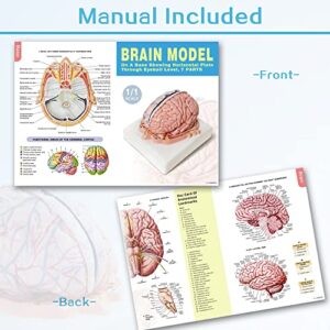 Evotech Human Brain Model w/Arteries, 7 Parts Life Size Anatomy Brain Model on a Base Show Horizontal Plain Through Eyeball Level for Science Classroom Study Display, Manual Included