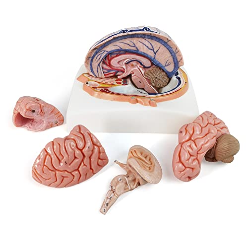 Evotech Human Brain Model w/Arteries, 7 Parts Life Size Anatomy Brain Model on a Base Show Horizontal Plain Through Eyeball Level for Science Classroom Study Display, Manual Included