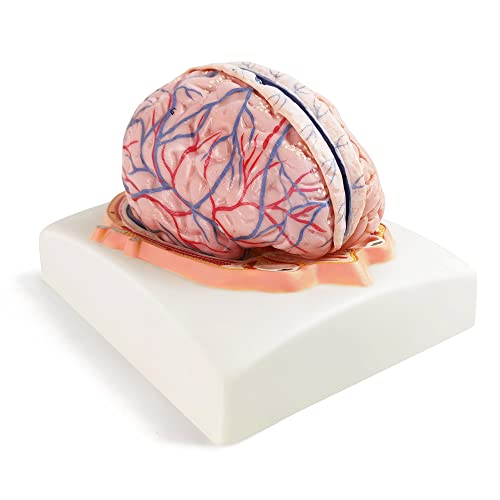 Evotech Human Brain Model w/Arteries, 7 Parts Life Size Anatomy Brain Model on a Base Show Horizontal Plain Through Eyeball Level for Science Classroom Study Display, Manual Included