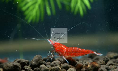 5 Fire Red Neocaridina Freshwater Aquarium Shrimps 1/4 to 1/2 inch Long Live Arrival Guarantee!