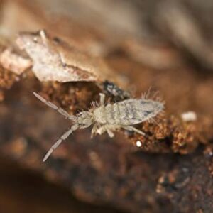 Bugzy Bugs Dwarf White & Springtail Bundle Live Isopods Trichorhina Tomentosa Bioactive Feeders