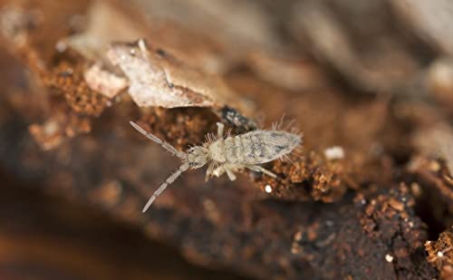 Bugzy Bugs Dwarf White & Springtail Bundle Live Isopods Trichorhina Tomentosa Bioactive Feeders