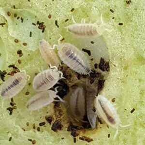 Bugzy Bugs Dwarf White & Springtail Bundle Live Isopods Trichorhina Tomentosa Bioactive Feeders