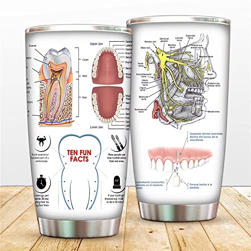 20 oz Anatomical Dental Glass with Lid and Straw,Human Anatomy,Tooth Ten Fun Facts,Medical Office,Stainless Steel Double Wall Vacuum Insulated Coffee Mug