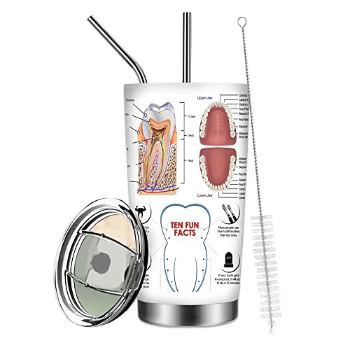 20 oz Anatomical Dental Glass with Lid and Straw,Human Anatomy,Tooth Ten Fun Facts,Medical Office,Stainless Steel Double Wall Vacuum Insulated Coffee Mug