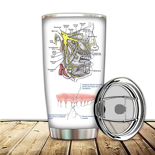 20 oz Anatomical Dental Glass with Lid and Straw,Human Anatomy,Tooth Ten Fun Facts,Medical Office,Stainless Steel Double Wall Vacuum Insulated Coffee Mug