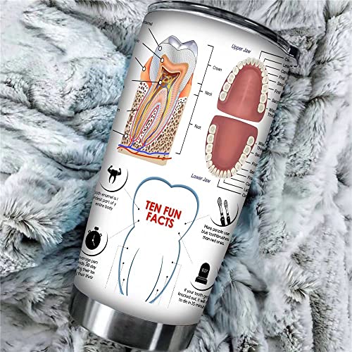 20 oz Anatomical Dental Glass with Lid and Straw,Human Anatomy,Tooth Ten Fun Facts,Medical Office,Stainless Steel Double Wall Vacuum Insulated Coffee Mug