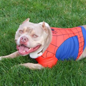 Spiderman Dog Shirt - Marvel Officially Licensed Spiderman Dog Costume - Breathable, Stretchy Spiderman Dog Costumes- Comfortable Marvel Pet Shirts - I Am Spiderman Suit, Large