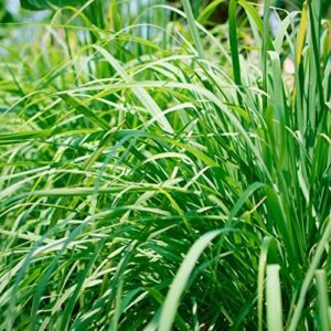 1000+ lemongrass seeds for planting - perennial plant outdoor indoor home