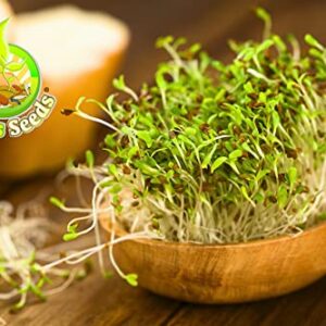 Todd’s Seeds - Alfalfa Sprouting Seeds - Easy to Grow Bulk Alfalfa Seeds - Fast Growing Seeds with High Sprout Germination (1/4 Pound)