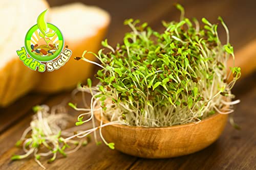 Todd’s Seeds - Alfalfa Sprouting Seeds - Easy to Grow Bulk Alfalfa Seeds - Fast Growing Seeds with High Sprout Germination (1/4 Pound)