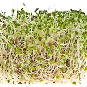 Todd’s Seeds - Alfalfa Sprouting Seeds - Easy to Grow Bulk Alfalfa Seeds - Fast Growing Seeds with High Sprout Germination (1/4 Pound)