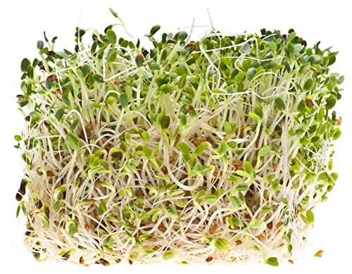 Todd’s Seeds - Alfalfa Sprouting Seeds - Easy to Grow Bulk Alfalfa Seeds - Fast Growing Seeds with High Sprout Germination (1/4 Pound)