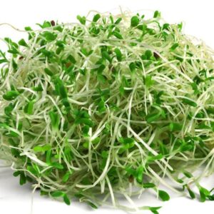 Todd’s Seeds - Alfalfa Sprouting Seeds - Easy to Grow Bulk Alfalfa Seeds - Fast Growing Seeds with High Sprout Germination (1/4 Pound)