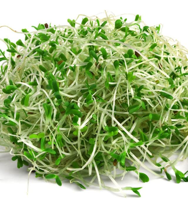 Todd’s Seeds - Alfalfa Sprouting Seeds - Easy to Grow Bulk Alfalfa Seeds - Fast Growing Seeds with High Sprout Germination (1/4 Pound)