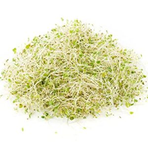 Todd’s Seeds - Alfalfa Sprouting Seeds - Easy to Grow Bulk Alfalfa Seeds - Fast Growing Seeds with High Sprout Germination (1/4 Pound)