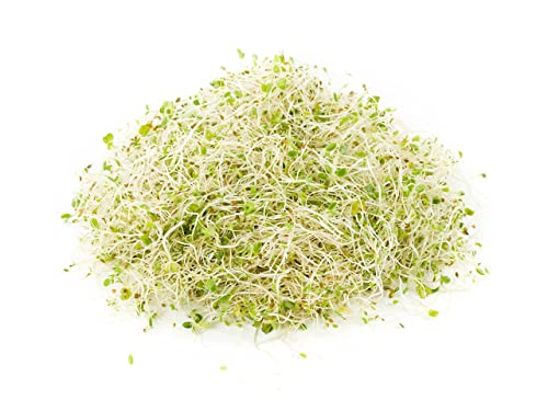 Todd’s Seeds - Alfalfa Sprouting Seeds - Easy to Grow Bulk Alfalfa Seeds - Fast Growing Seeds with High Sprout Germination (1/4 Pound)