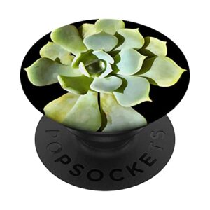 succulent echeveria garden plant cut out popsockets swappable popgrip