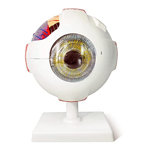 Evotech Human Eye Anatomy Model, 6 Parts 6X Enlarged Eyeball Anatomical Model Shows Optic Nerves Cornea Iris Lens and Vitreous Body with Removable Stand for Medical Classroom Teaching Study