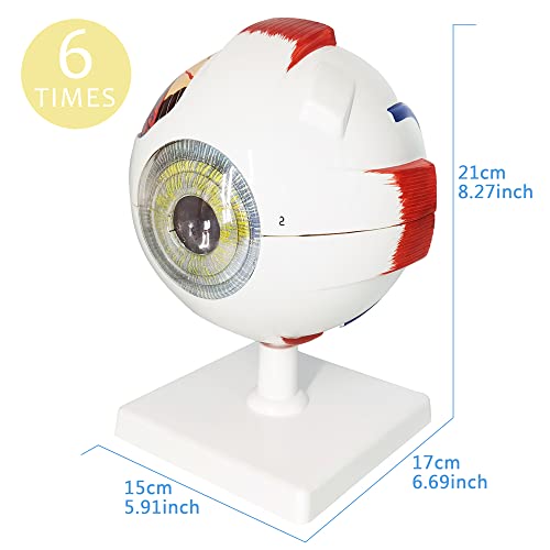 Evotech Human Eye Anatomy Model, 6 Parts 6X Enlarged Eyeball Anatomical Model Shows Optic Nerves Cornea Iris Lens and Vitreous Body with Removable Stand for Medical Classroom Teaching Study