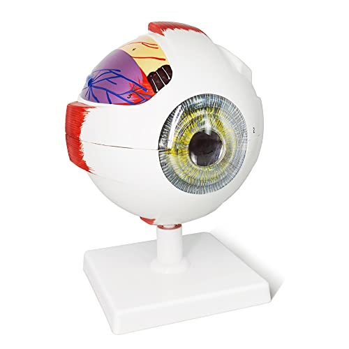 Evotech Human Eye Anatomy Model, 6 Parts 6X Enlarged Eyeball Anatomical Model Shows Optic Nerves Cornea Iris Lens and Vitreous Body with Removable Stand for Medical Classroom Teaching Study