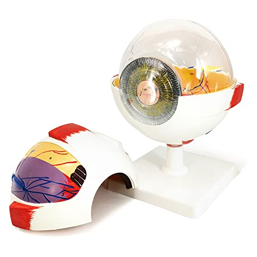 Evotech Human Eye Anatomy Model, 6 Parts 6X Enlarged Eyeball Anatomical Model Shows Optic Nerves Cornea Iris Lens and Vitreous Body with Removable Stand for Medical Classroom Teaching Study