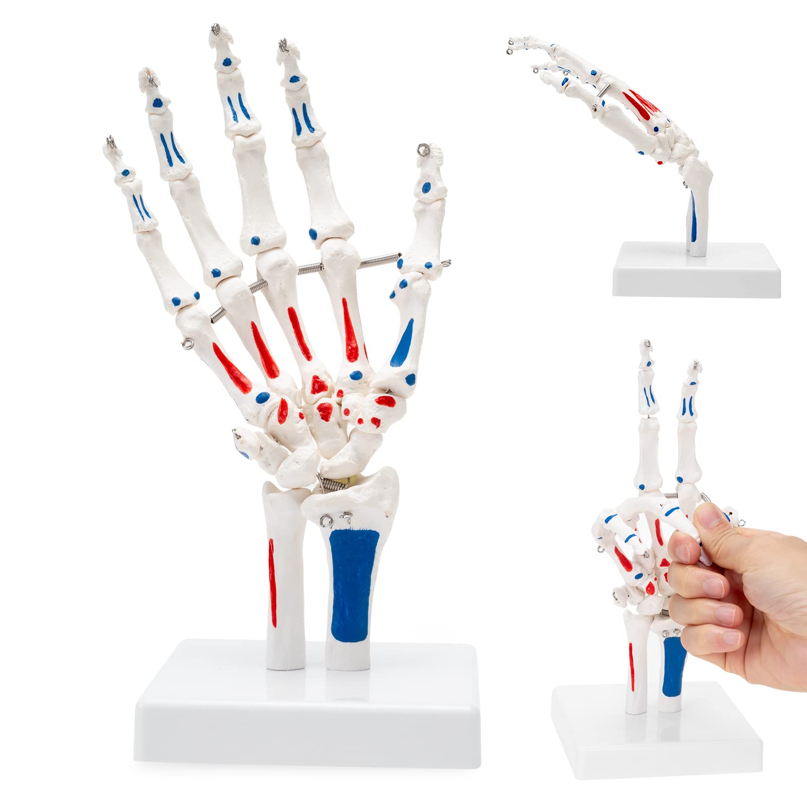 SKUMOD Hand Joint Model, Anatomical Model of The Human Hand, Showing The Ulna and Radius, with Muscle Starting and Ending Points, Simulating The Natural State of Hand Movement