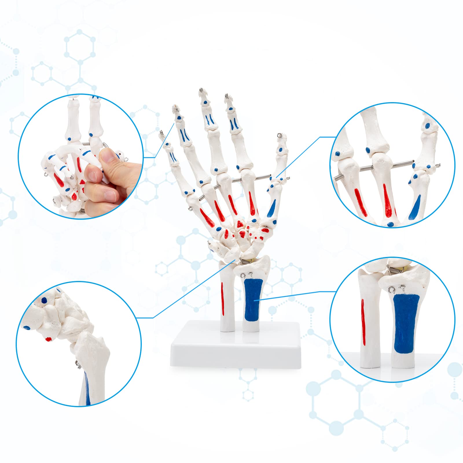 SKUMOD Hand Joint Model, Anatomical Model of The Human Hand, Showing The Ulna and Radius, with Muscle Starting and Ending Points, Simulating The Natural State of Hand Movement