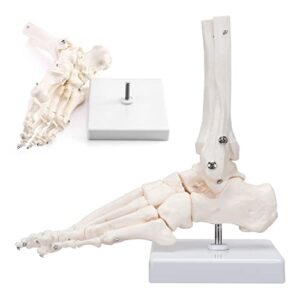 ronten human foot skeletal model, life-size model showing the fibula, tibia, tarsus, metatarsal and phalanges of the human left foot, simulating natural motion