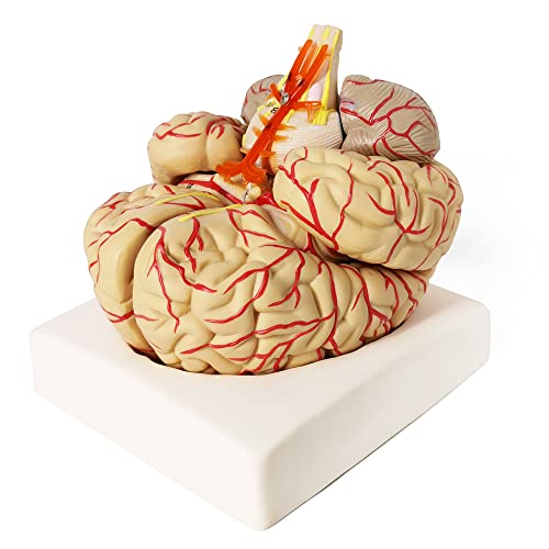 Evotech Human Brain Model w/Arteries, 9 Parts Life Size Anatomy Brain Model on a Base Show Horizontal Plain Through Eyeball Level for Science Classroom Study Display, Manual Included