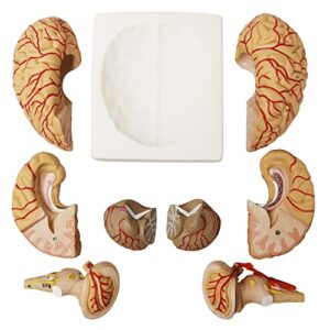 Evotech Human Brain Model w/Arteries, 9 Parts Life Size Anatomy Brain Model on a Base Show Horizontal Plain Through Eyeball Level for Science Classroom Study Display, Manual Included