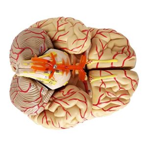 Evotech Human Brain Model w/Arteries, 9 Parts Life Size Anatomy Brain Model on a Base Show Horizontal Plain Through Eyeball Level for Science Classroom Study Display, Manual Included