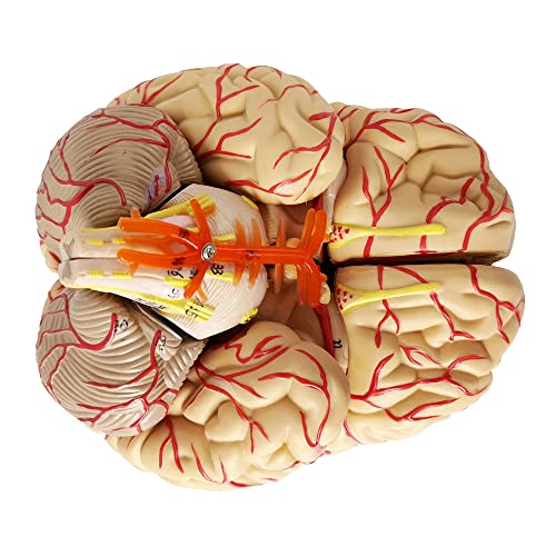 Evotech Human Brain Model w/Arteries, 9 Parts Life Size Anatomy Brain Model on a Base Show Horizontal Plain Through Eyeball Level for Science Classroom Study Display, Manual Included