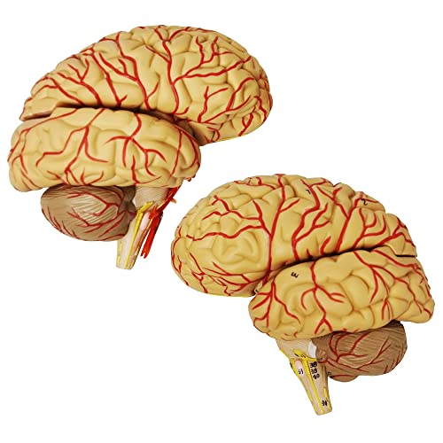 Evotech Human Brain Model w/Arteries, 9 Parts Life Size Anatomy Brain Model on a Base Show Horizontal Plain Through Eyeball Level for Science Classroom Study Display, Manual Included