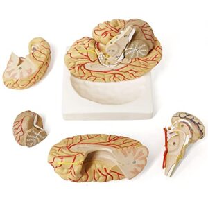 Evotech Human Brain Model w/Arteries, 9 Parts Life Size Anatomy Brain Model on a Base Show Horizontal Plain Through Eyeball Level for Science Classroom Study Display, Manual Included