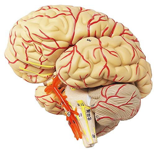 Evotech Human Brain Model w/Arteries, 9 Parts Life Size Anatomy Brain Model on a Base Show Horizontal Plain Through Eyeball Level for Science Classroom Study Display, Manual Included