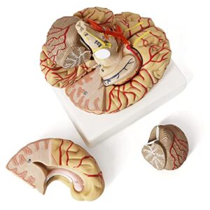 Evotech Human Brain Model w/Arteries, 9 Parts Life Size Anatomy Brain Model on a Base Show Horizontal Plain Through Eyeball Level for Science Classroom Study Display, Manual Included