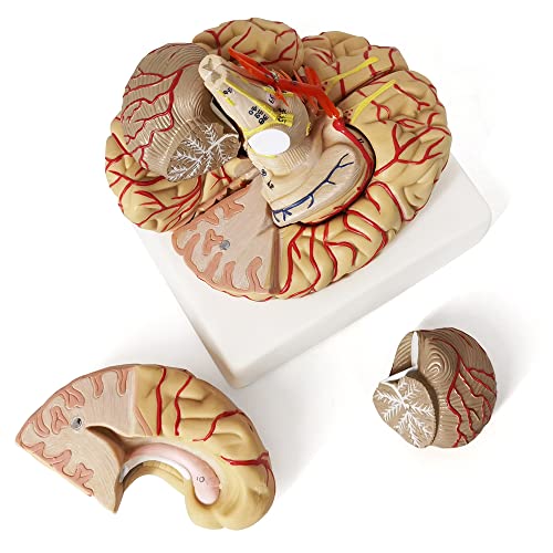 Evotech Human Brain Model w/Arteries, 9 Parts Life Size Anatomy Brain Model on a Base Show Horizontal Plain Through Eyeball Level for Science Classroom Study Display, Manual Included