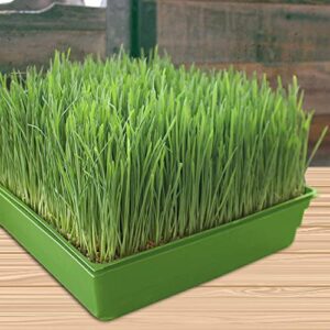 RooTrimmer 10-Pack Microgreen Seed Starter Grow Trays for Seedlings, Shallow Seeding Germination Flats Non Standard 1010 Tray no Holes Plant Sprouter Propogation Tray