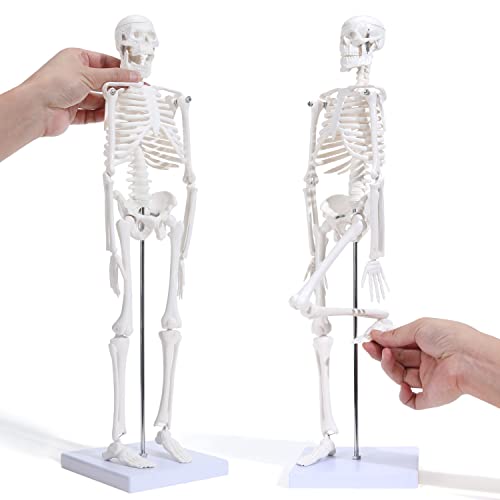 ASINTOD 17" Mini Size Skeleton Model, Anatomy Medical Human Skeleton Model for Study, Teaching and Display Anywhere, Scientific Human Skeleton Model with Movable Arms and Legs