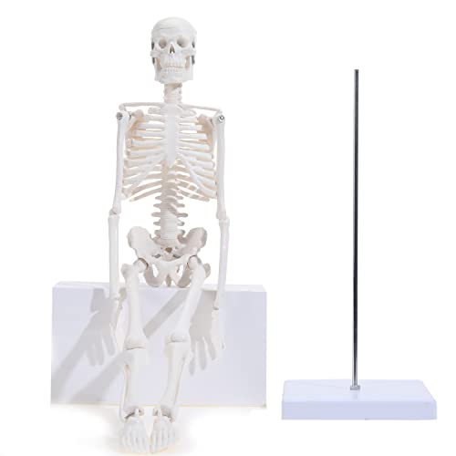 ASINTOD 17" Mini Size Skeleton Model, Anatomy Medical Human Skeleton Model for Study, Teaching and Display Anywhere, Scientific Human Skeleton Model with Movable Arms and Legs